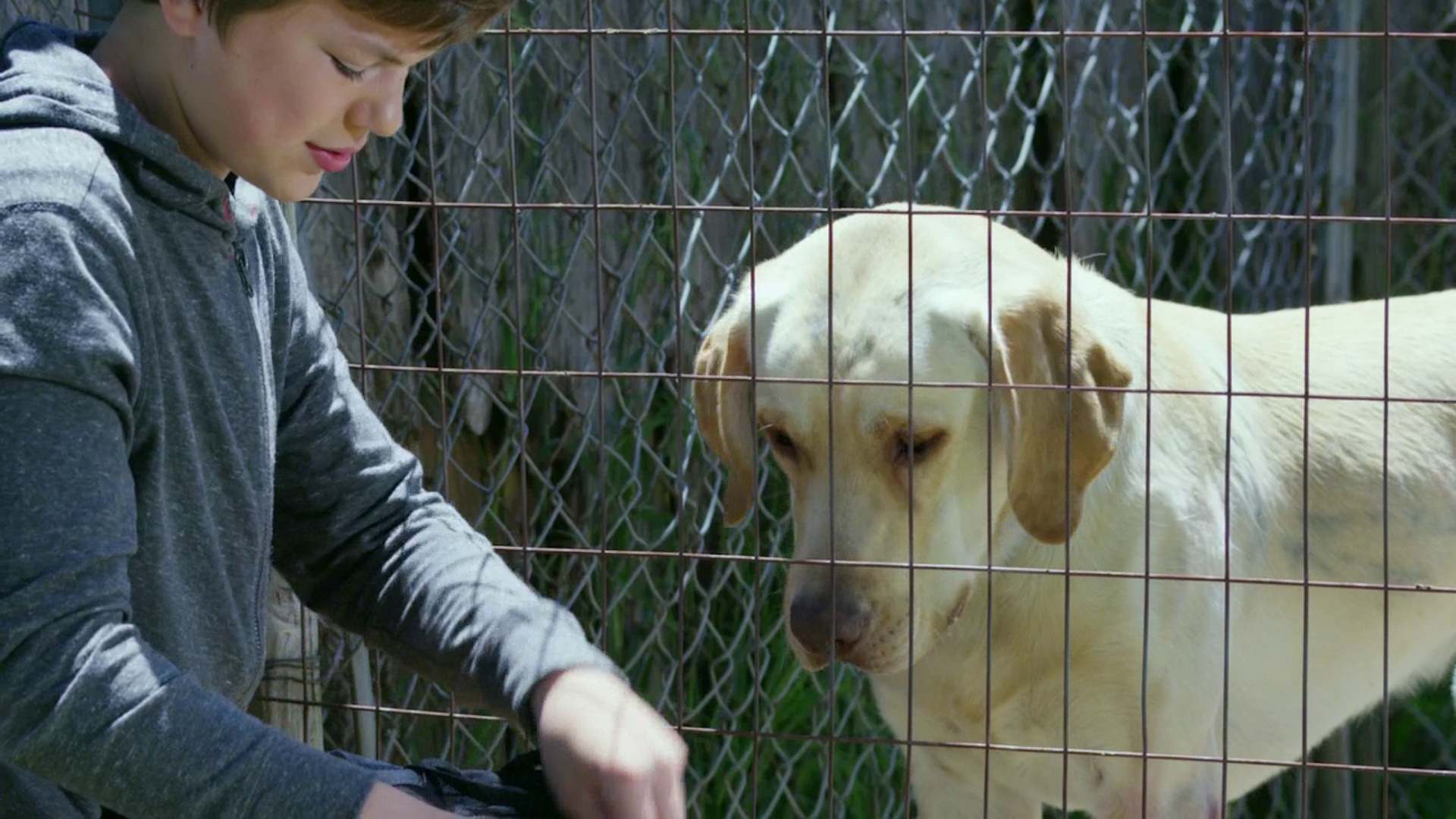 Filmrommet - Marshall the miracle dog